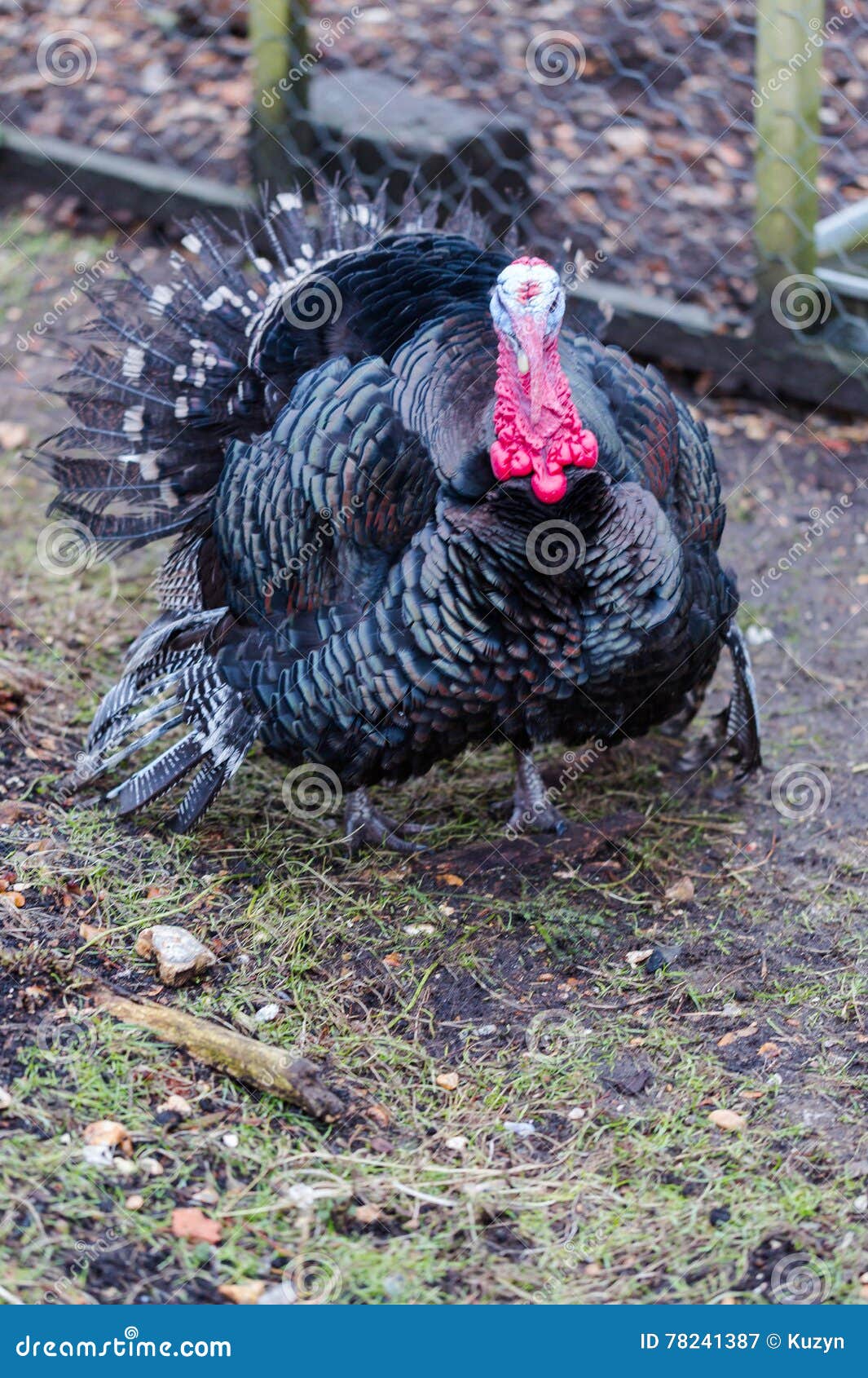 Turkey portrait stock image. Image of bird, avian, harvest - 78241387