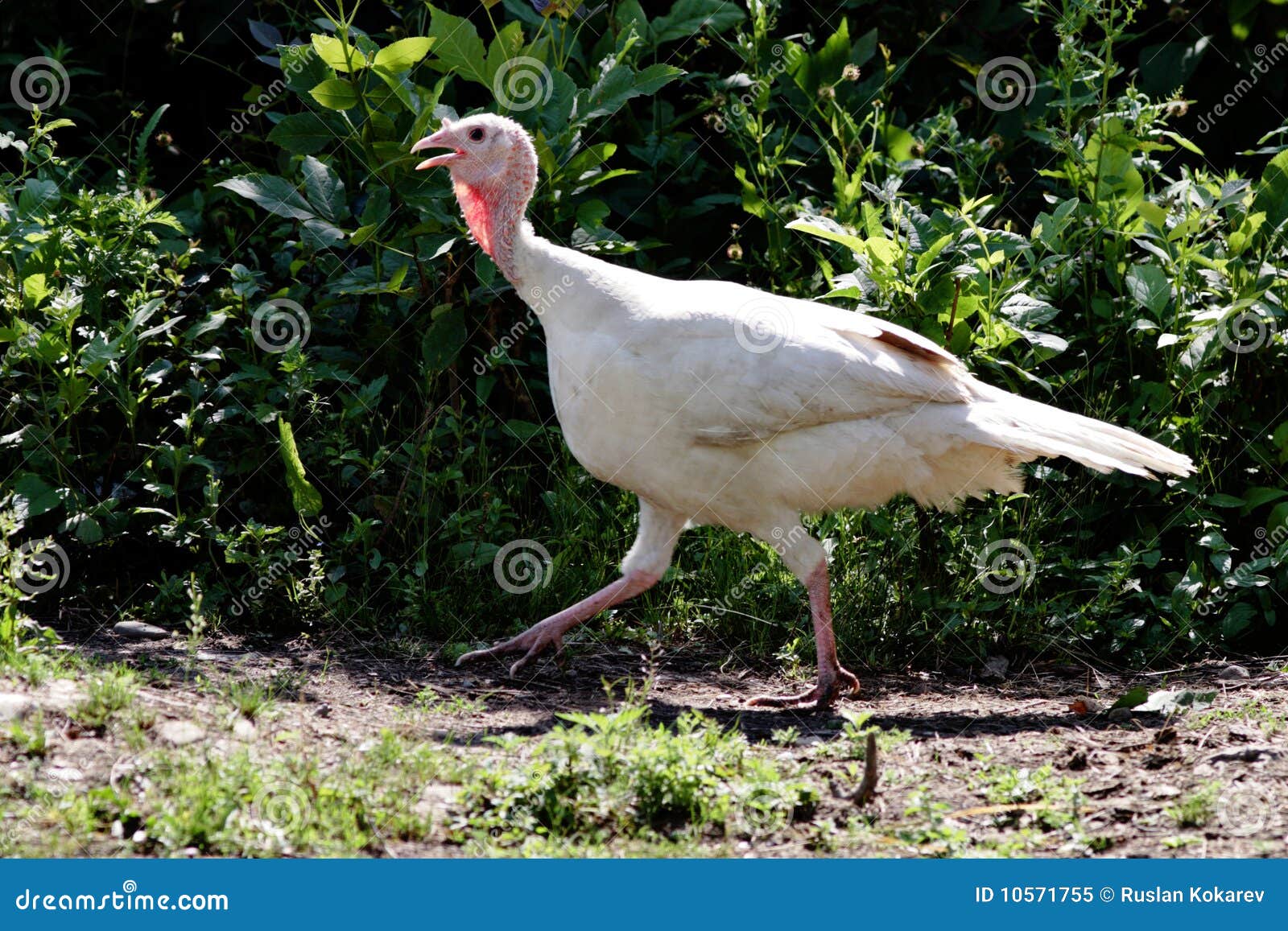 Turkey-poult. stock image. Image of farm, turkey, grass - 10571755