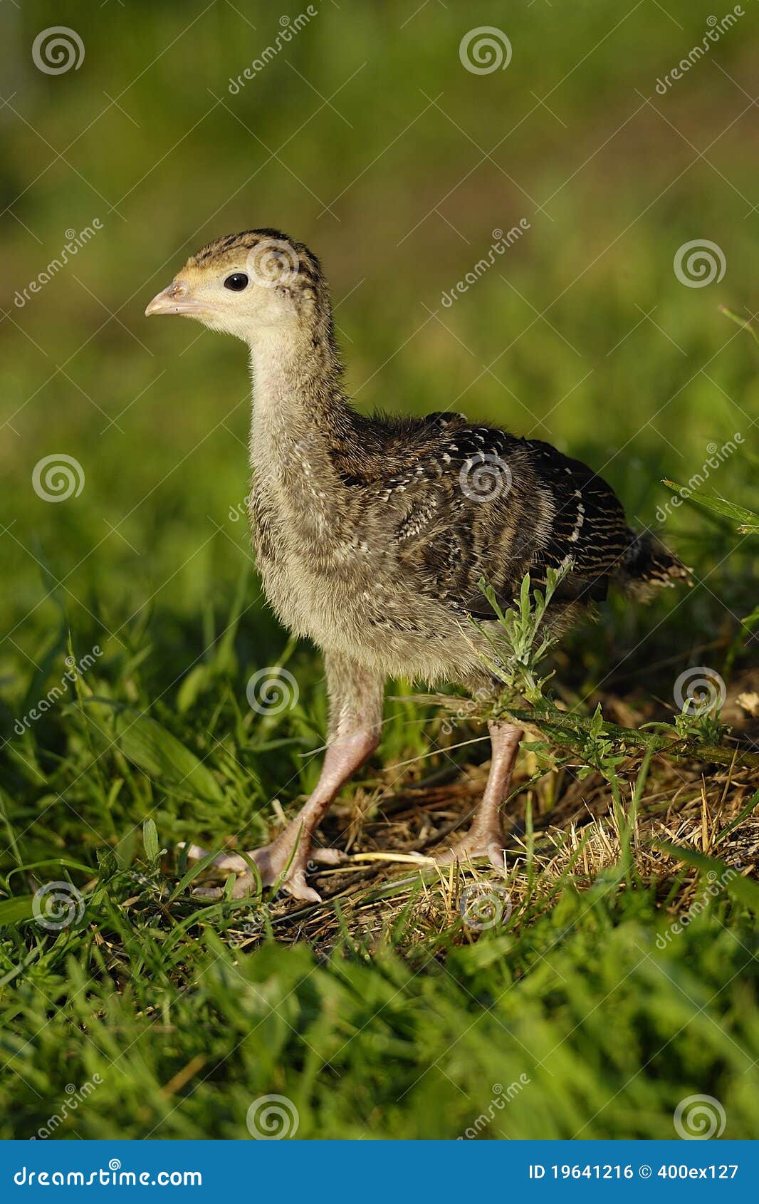 Turkey Poult stock photo. Image of farm, wilderness, poult - 19641216