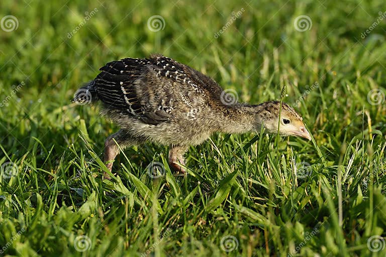 Turkey Poult 1A stock photo. Image of feather, rural - 19641238