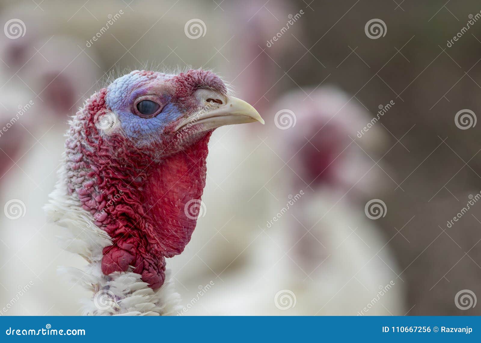 Turkey-poult stock photo. Image of poultry, head, domestic - 110667256