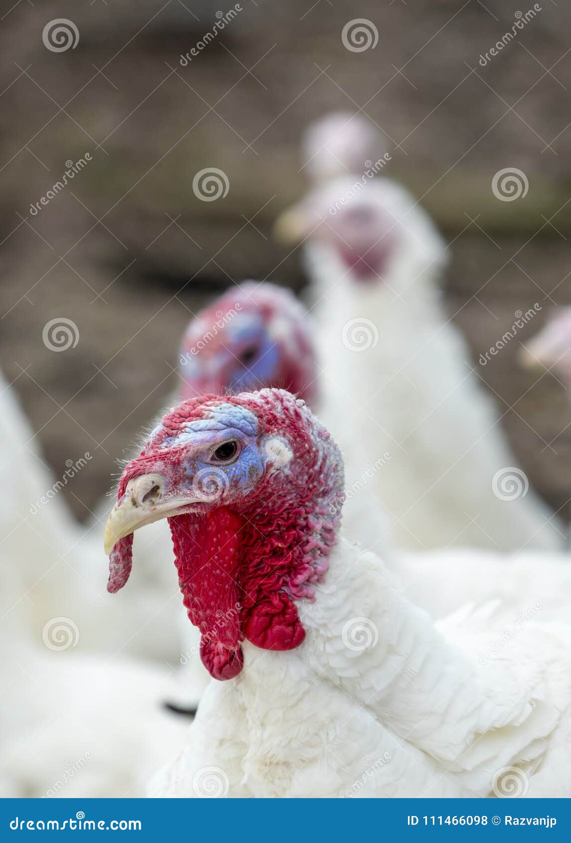 Turkey-poult stock photo. Image of detail, beak, white - 111466098