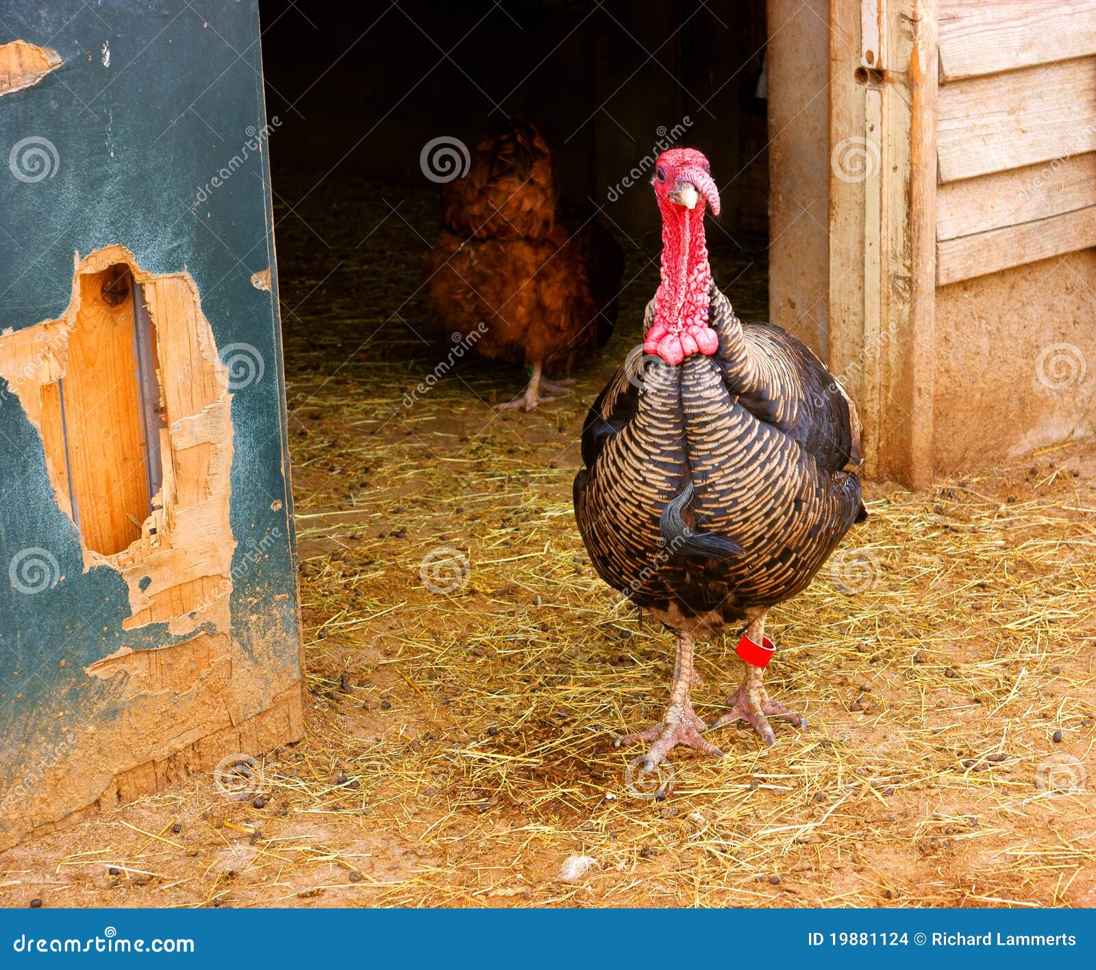 Turkey on poultry farm stock photo. Image of wing, animal - 19881124