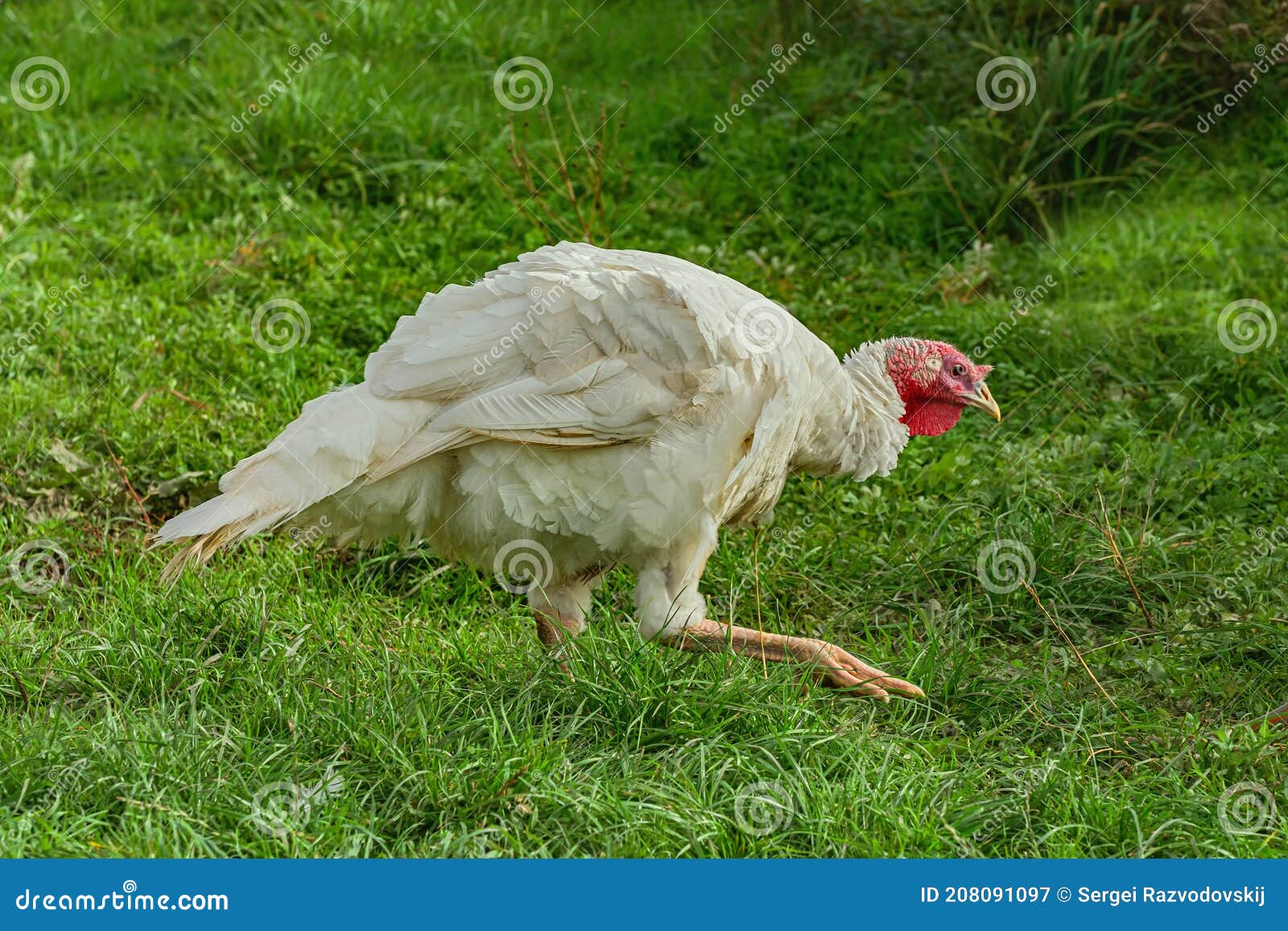 Turkey in the poultry yard stock image. Image of fowl - 208091097