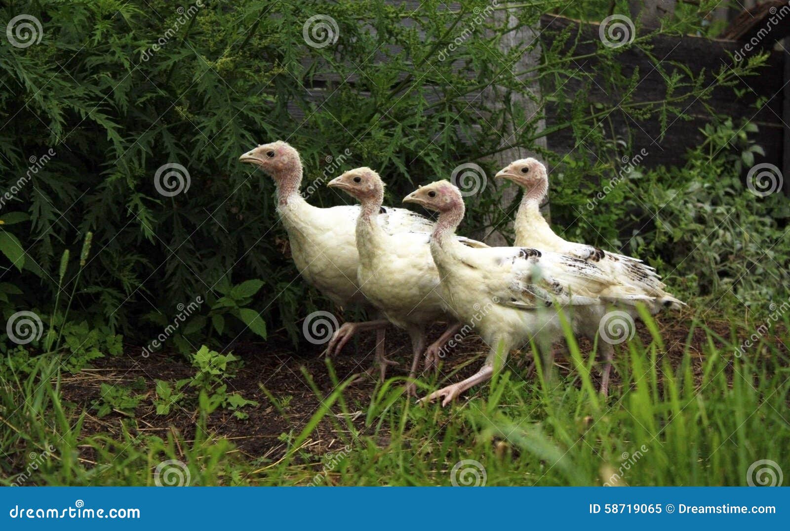 Turkey-poults stock image. Image of animals, jock, poultry - 58719065