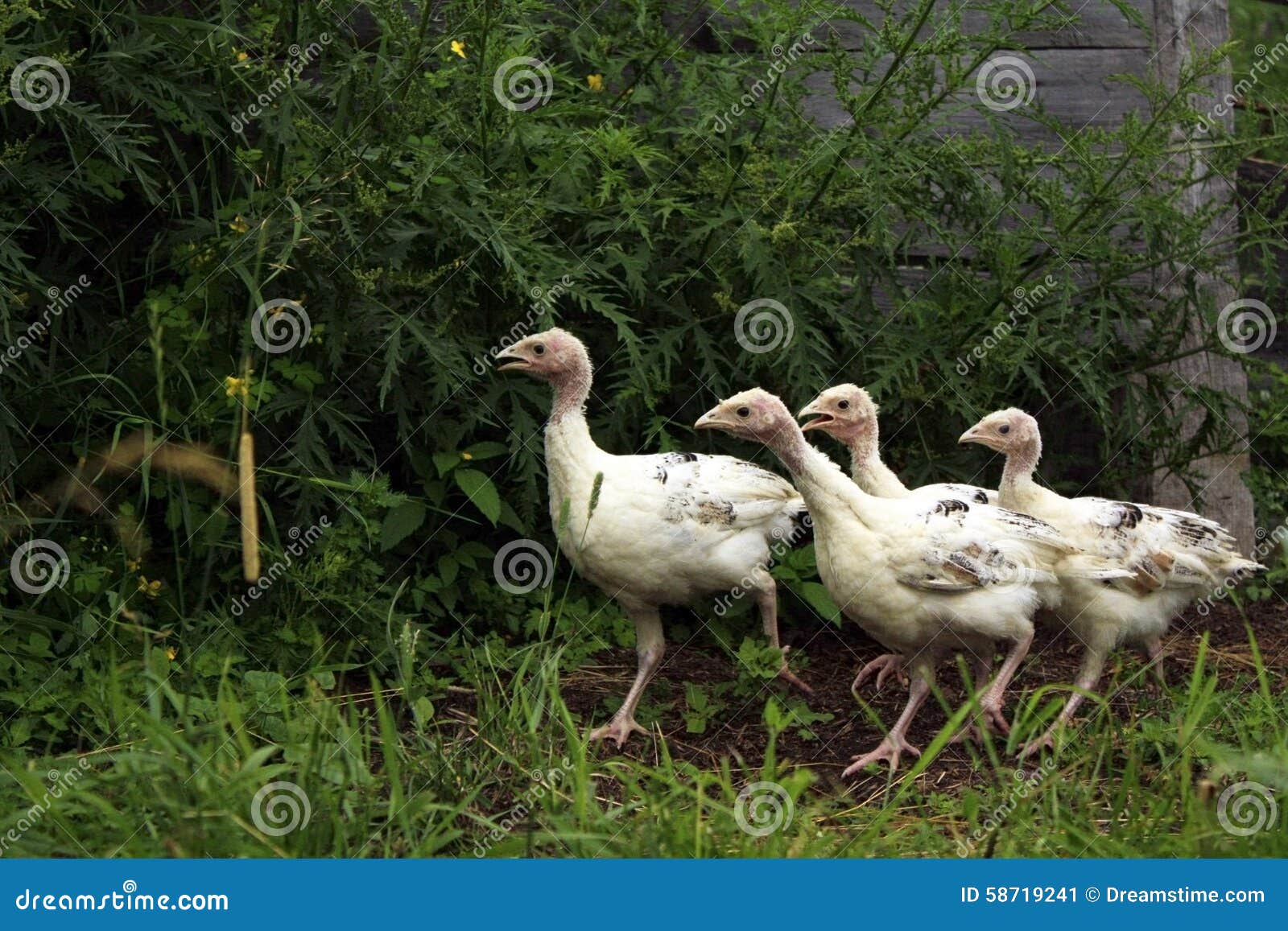 Turkey-poults stock image. Image of turkey, baby, live - 58719241