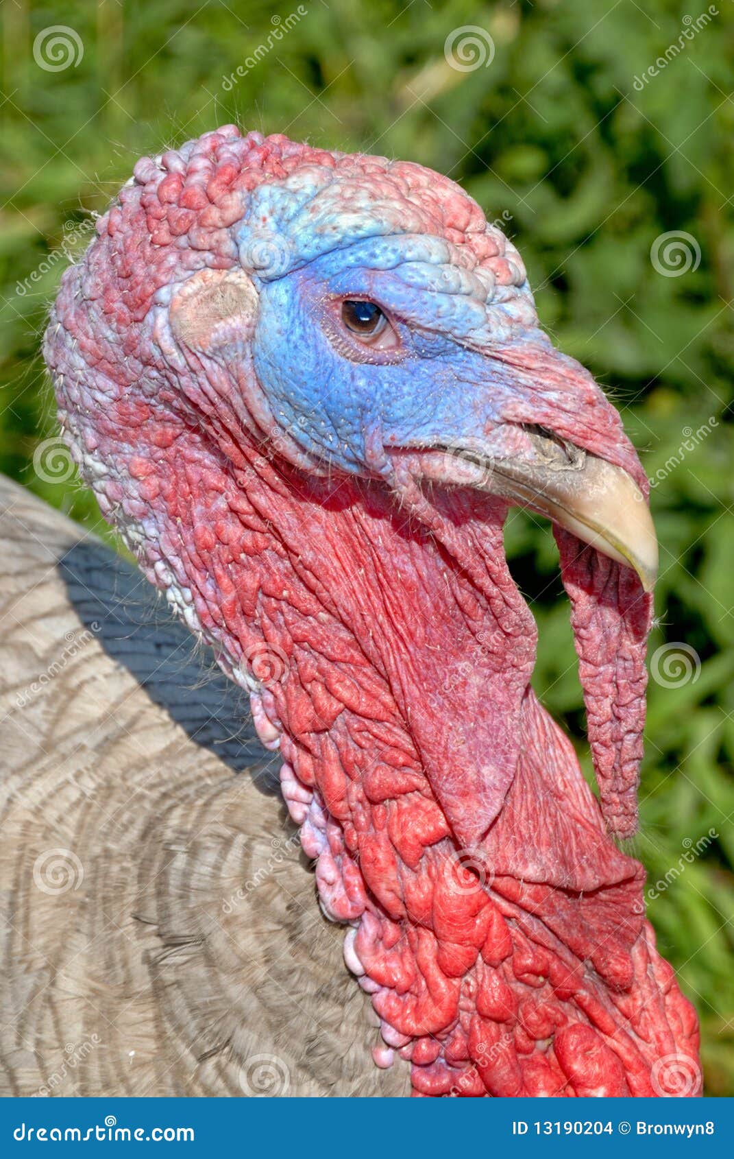 Turkey Profile stock photo. Image of animal, turkey, brown - 13190204