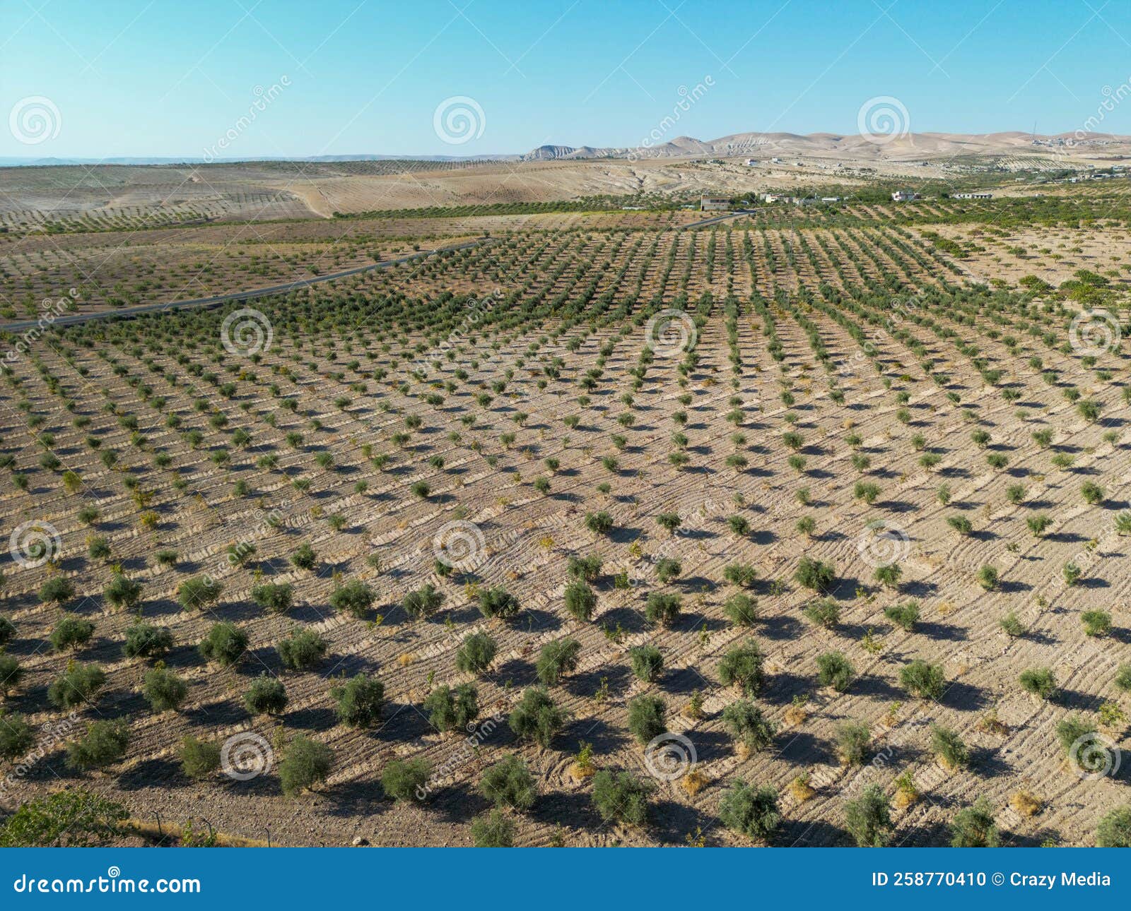 Turkey`s Large and Very Large Pistachio Production Fields Stock Photo ...