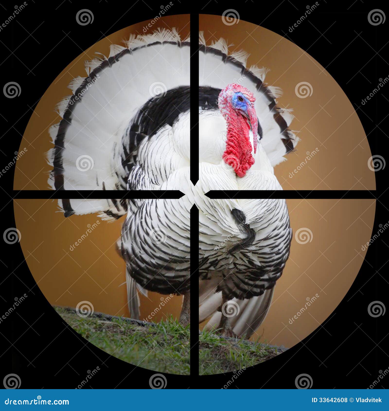 Turkey Bird Rifle Stock Photos - Free & Royalty-Free Stock Photos from ...