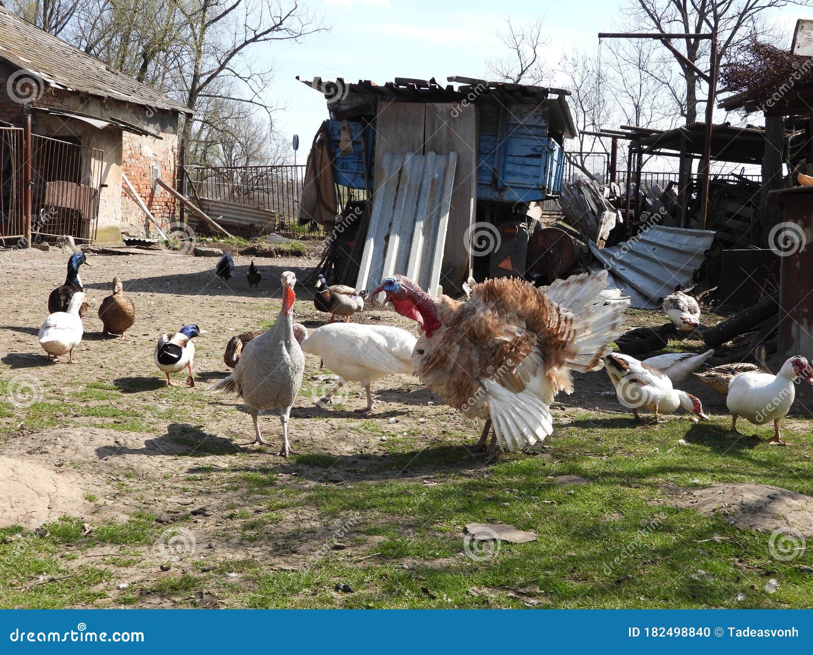 Turkey Screaming on the Turkey Hen in the Farmyard Stock Photo - Image ...