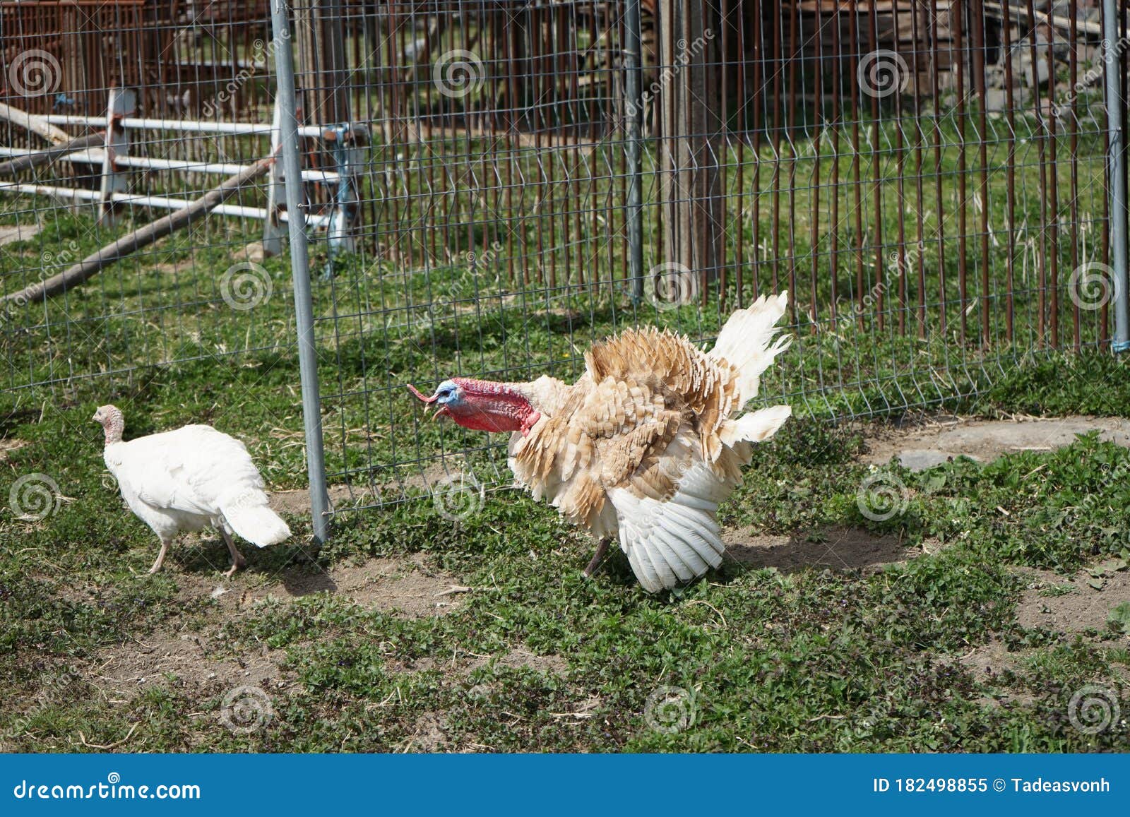 Turkey Screaming on a White Turkey Hen in the Farmyard Stock Image ...