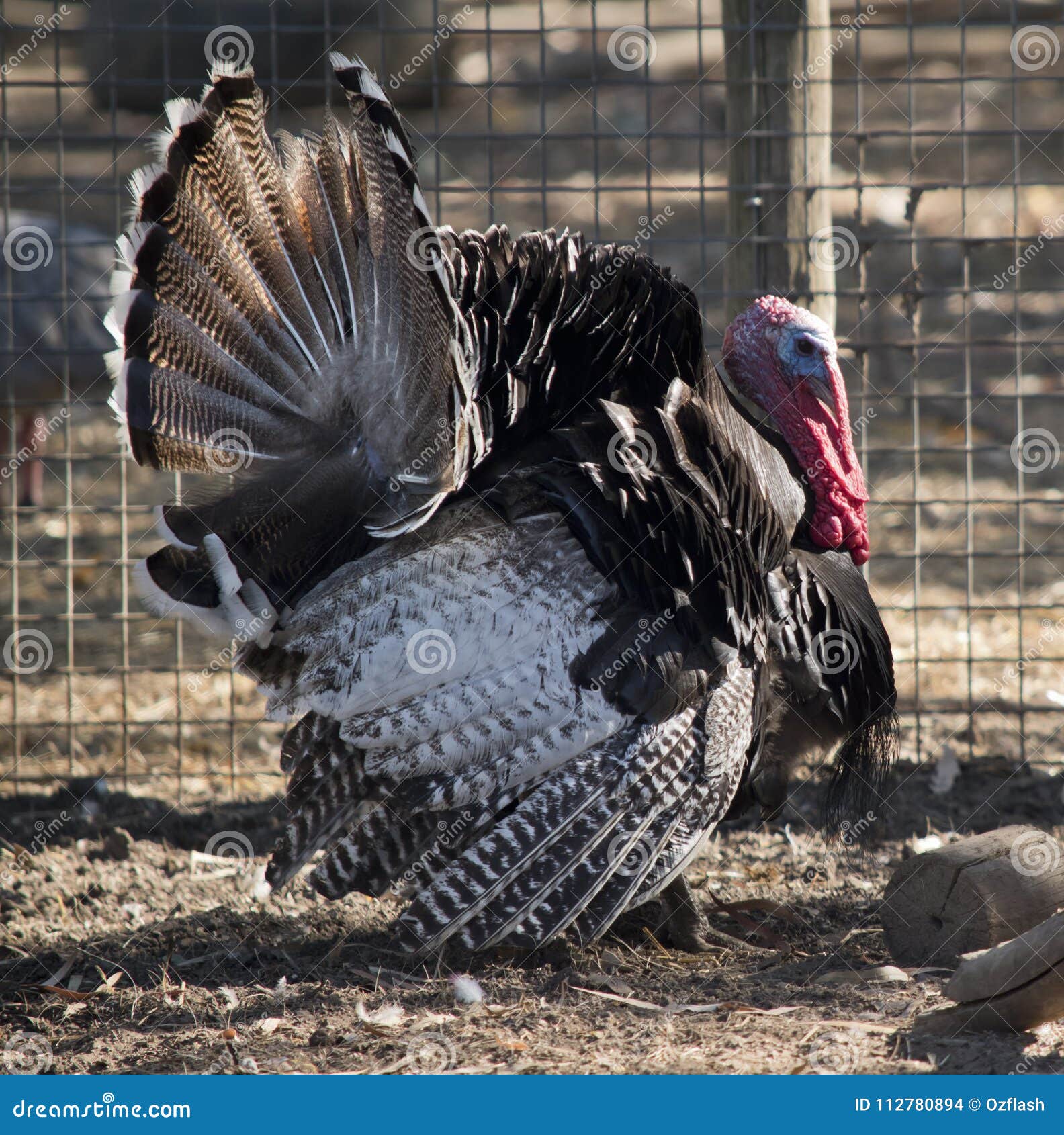 Turkey side view stock photo. Image of blue, giving - 112780894