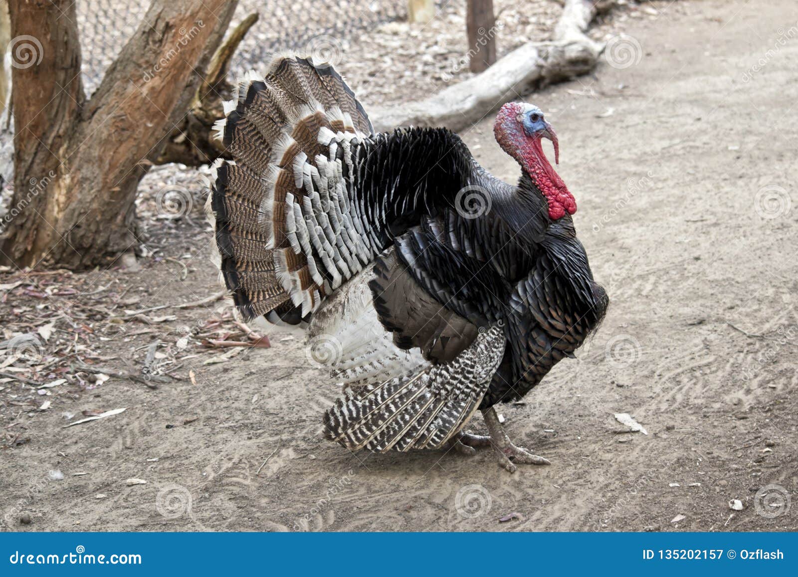 Turkey side view stock image. Image of poultry, blue - 135202157