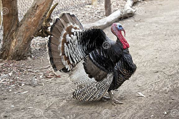 Turkey side view stock image. Image of poultry, blue - 135202157