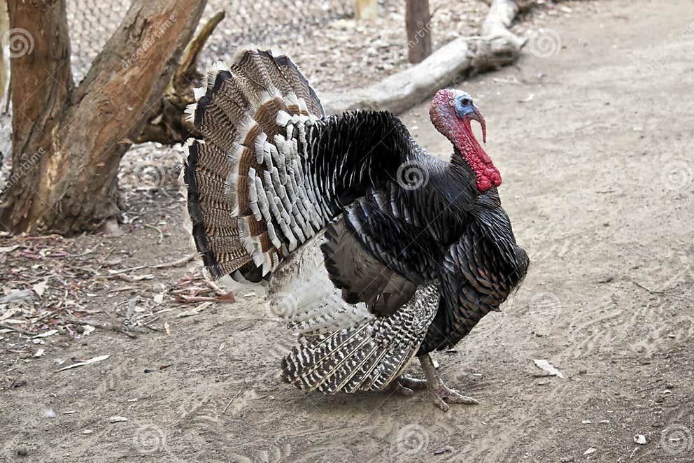 Turkey side view stock image. Image of poultry, blue - 135202157