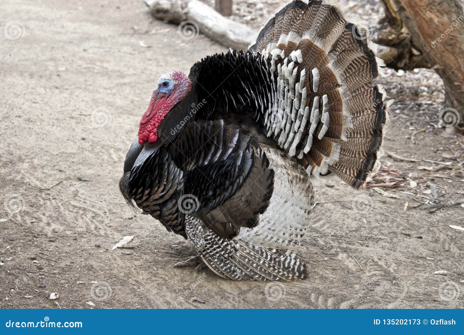 Turkey side view stock image. Image of animal, snoods - 135202173