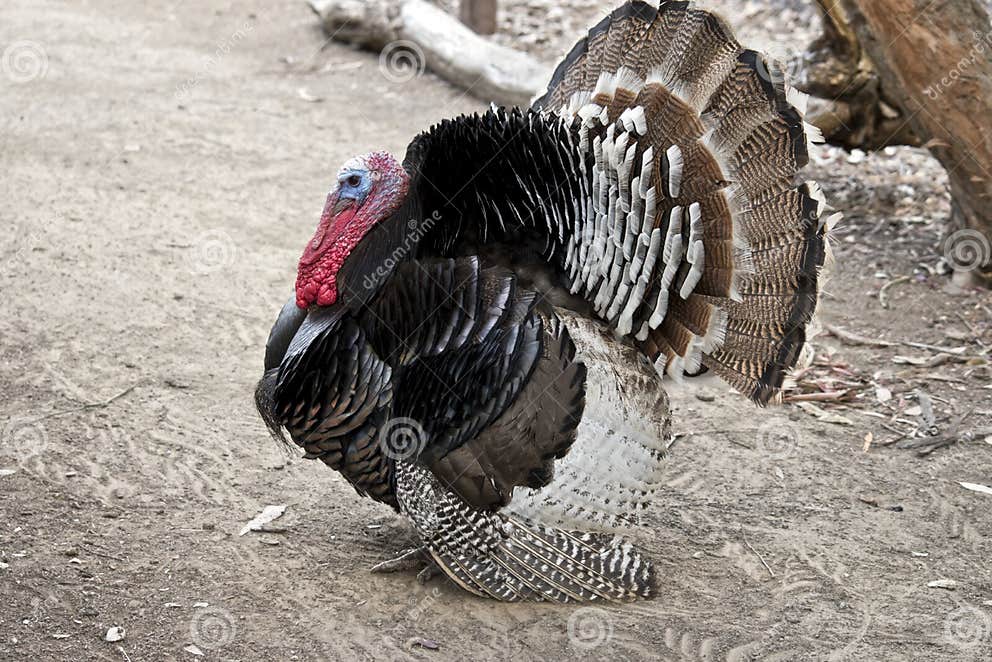 Turkey side view stock image. Image of animal, snoods - 135202173
