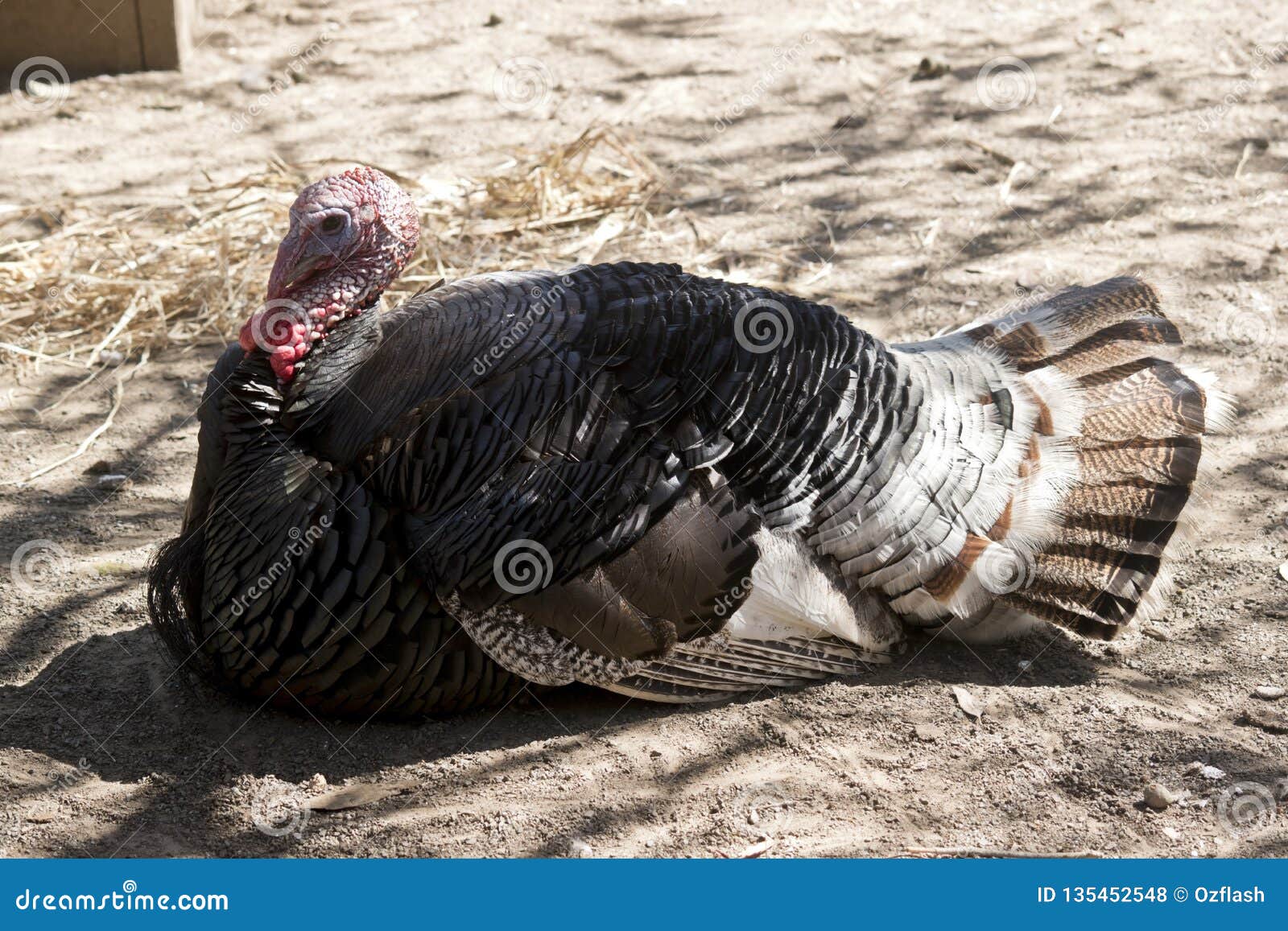Turkey is resting stock photo. Image of resting, bird - 135452548