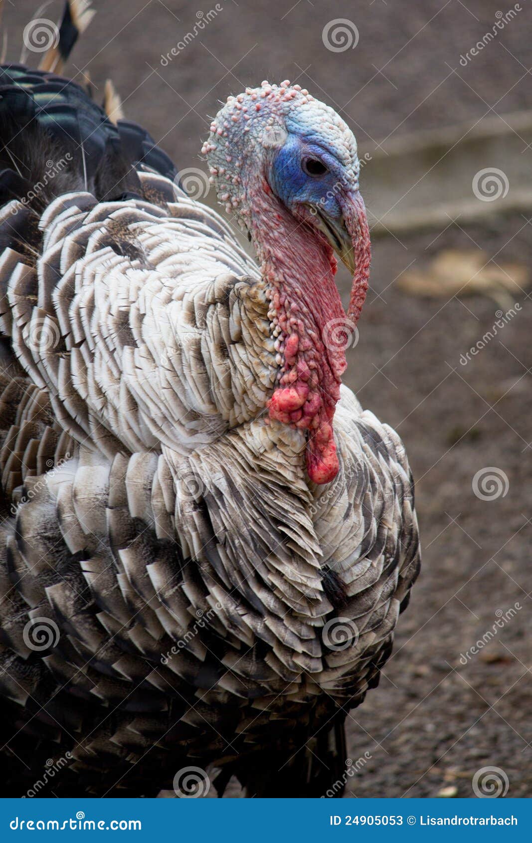 Turkey side view stock image. Image of bird, wrinkled - 24905053