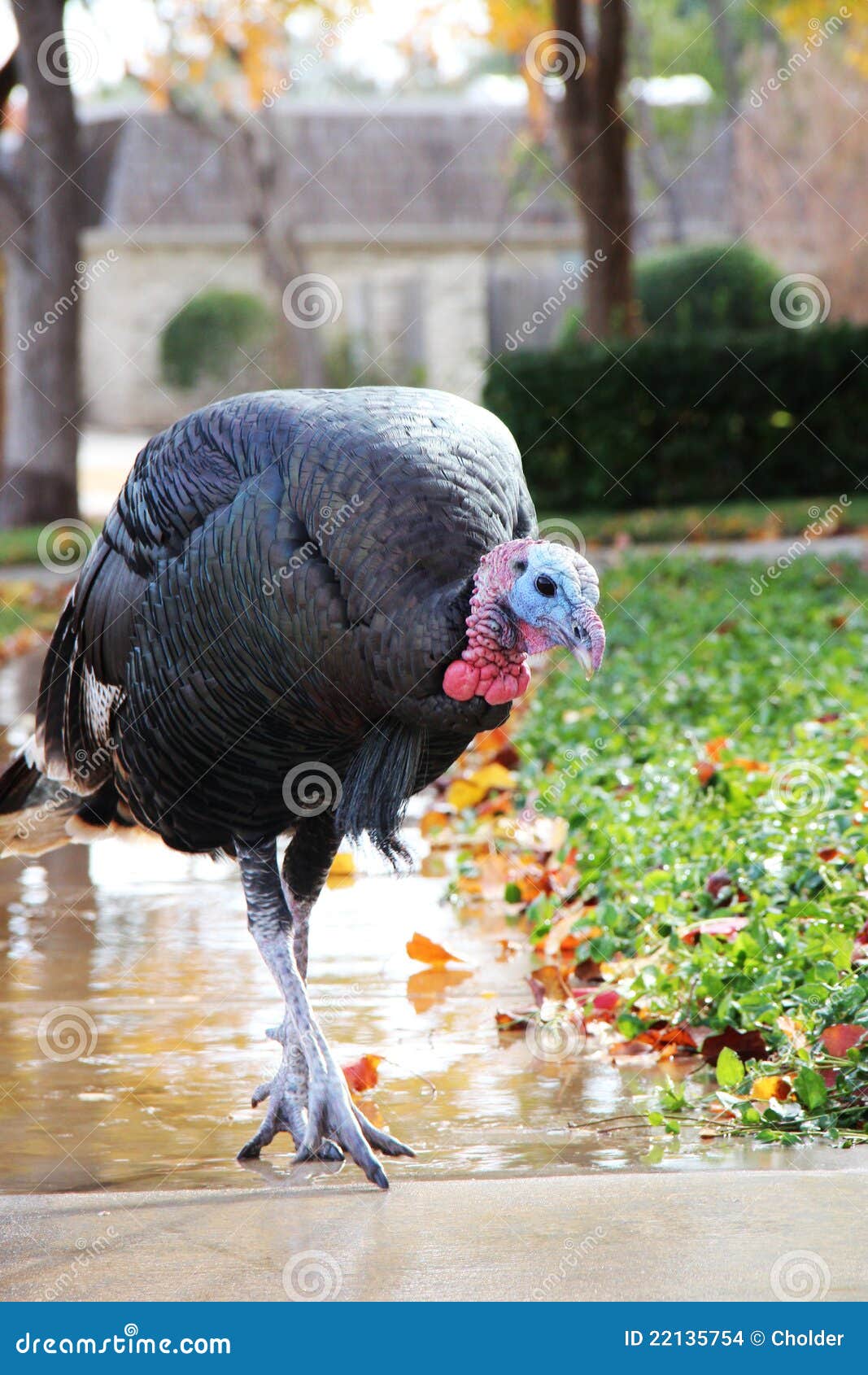Turkey on sidewalk stock photo. Image of domestic, blue - 22135754