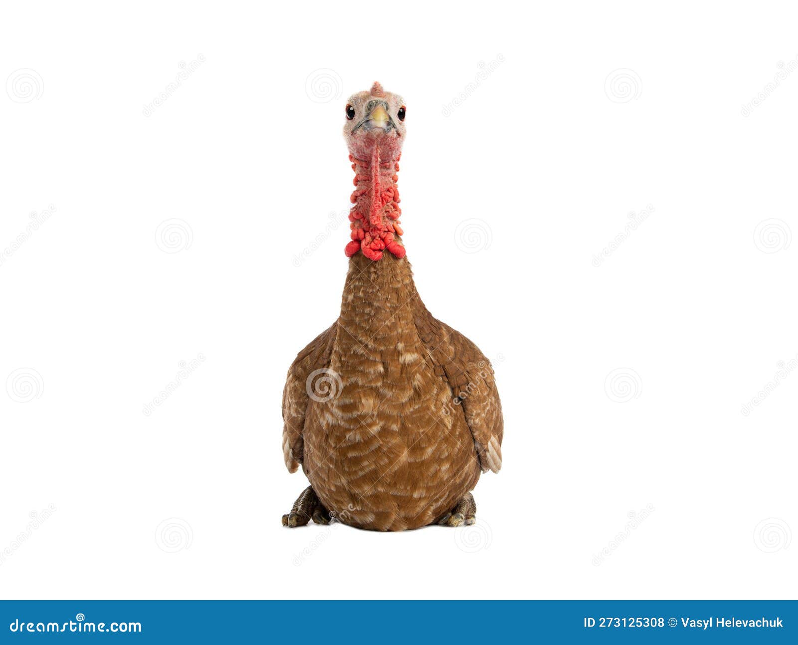 Turkey Sitting Isolated on White Stock Photo - Image of gobbler ...