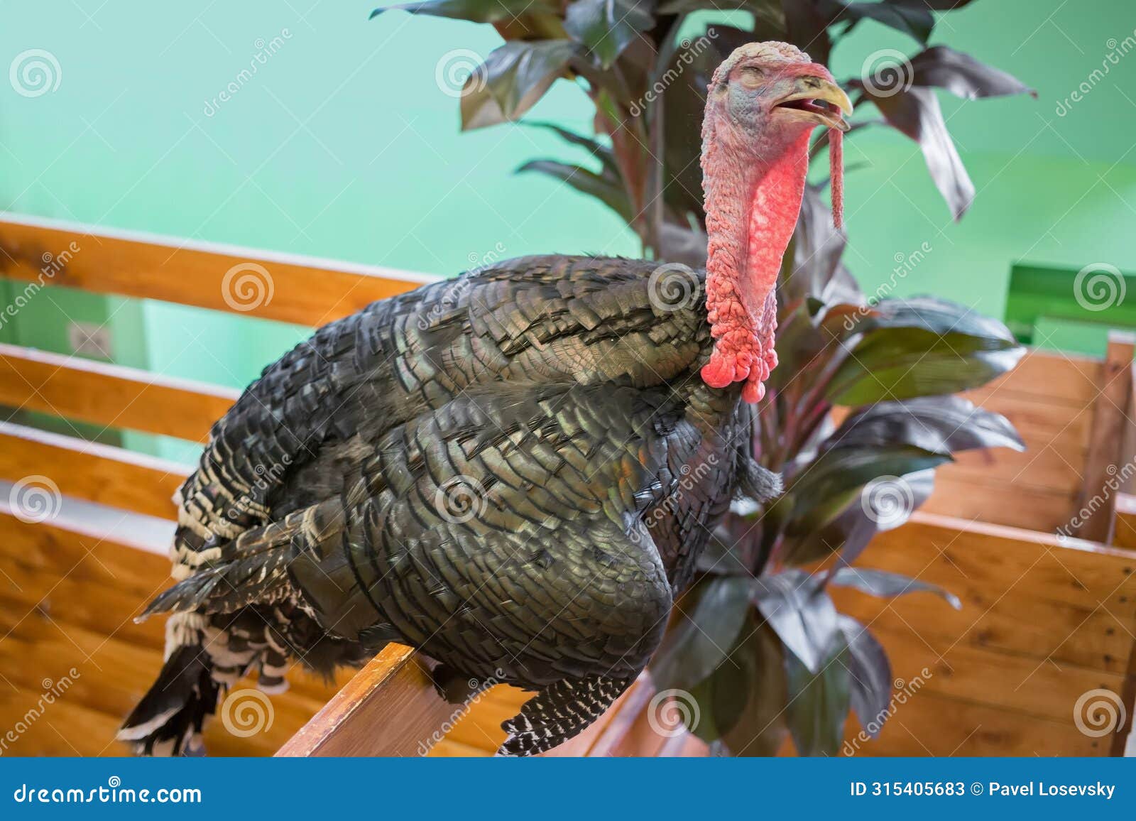 Turkey with Skin Formation on Head and Neck in Stock Image - Image of ...