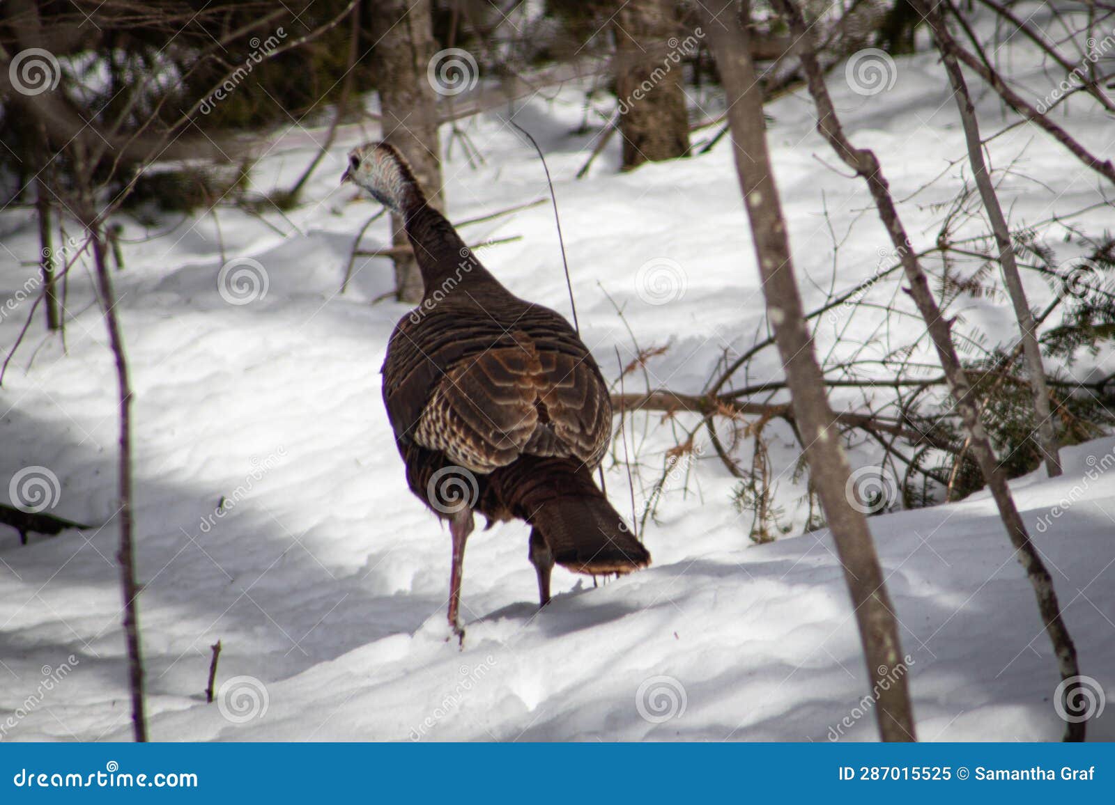 Turkey in snow stock image. Image of woods, ground, waterfowl - 287015525