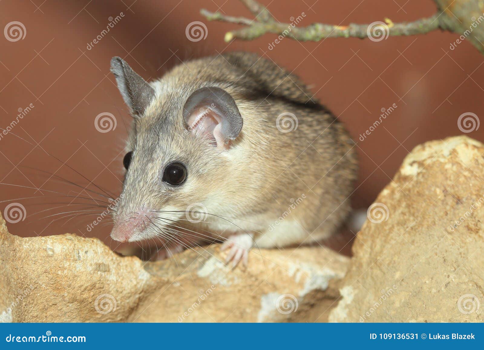 Turkey spiny mouse stock image. Image of cilicicus, spiny - 109136531