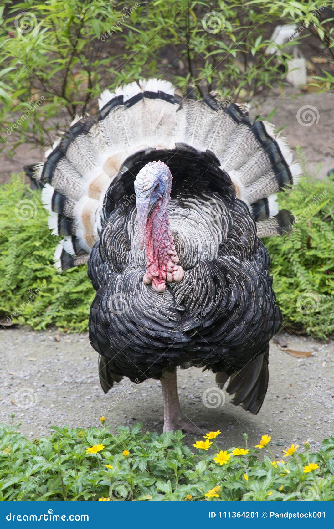 Turkey Standing Alone in Garden. Stock Image - Image of garden, nature ...