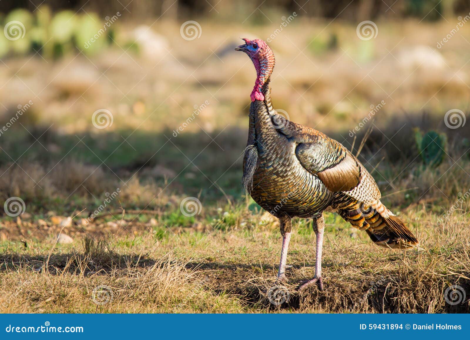 Turkey Standing by a Pond stock photo. Image of south - 59431894
