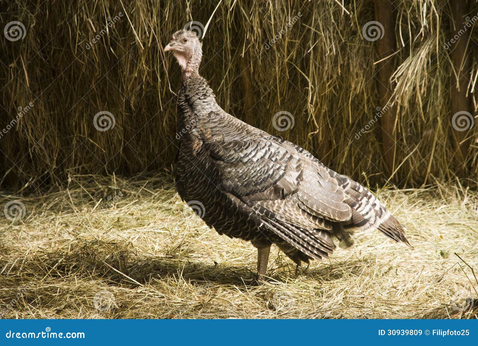 Turkey Picture. Image: 30939809