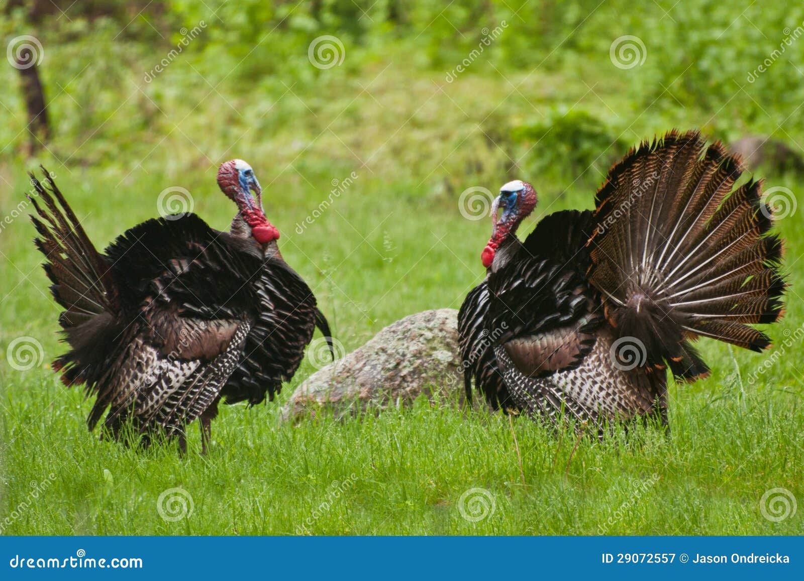 Turkey Standoff stock image. Image of dance, breeding - 29072557