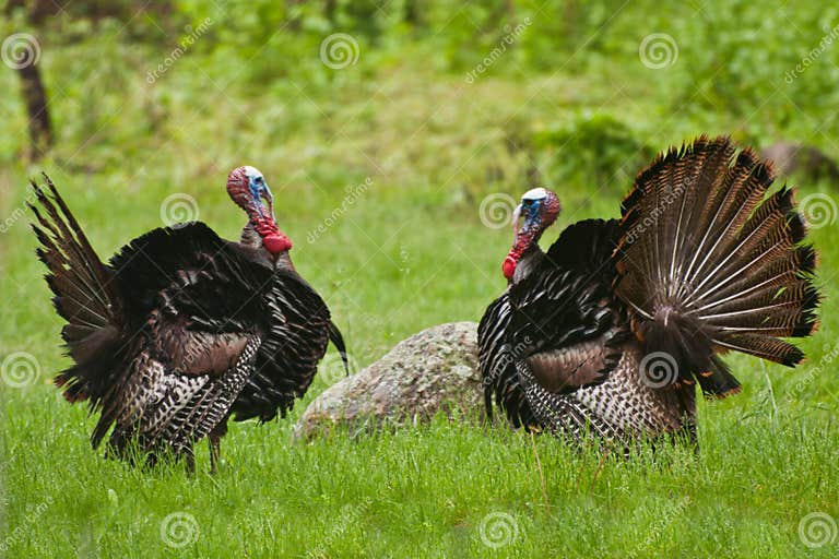 Turkey Standoff stock image. Image of dance, breeding - 29072557