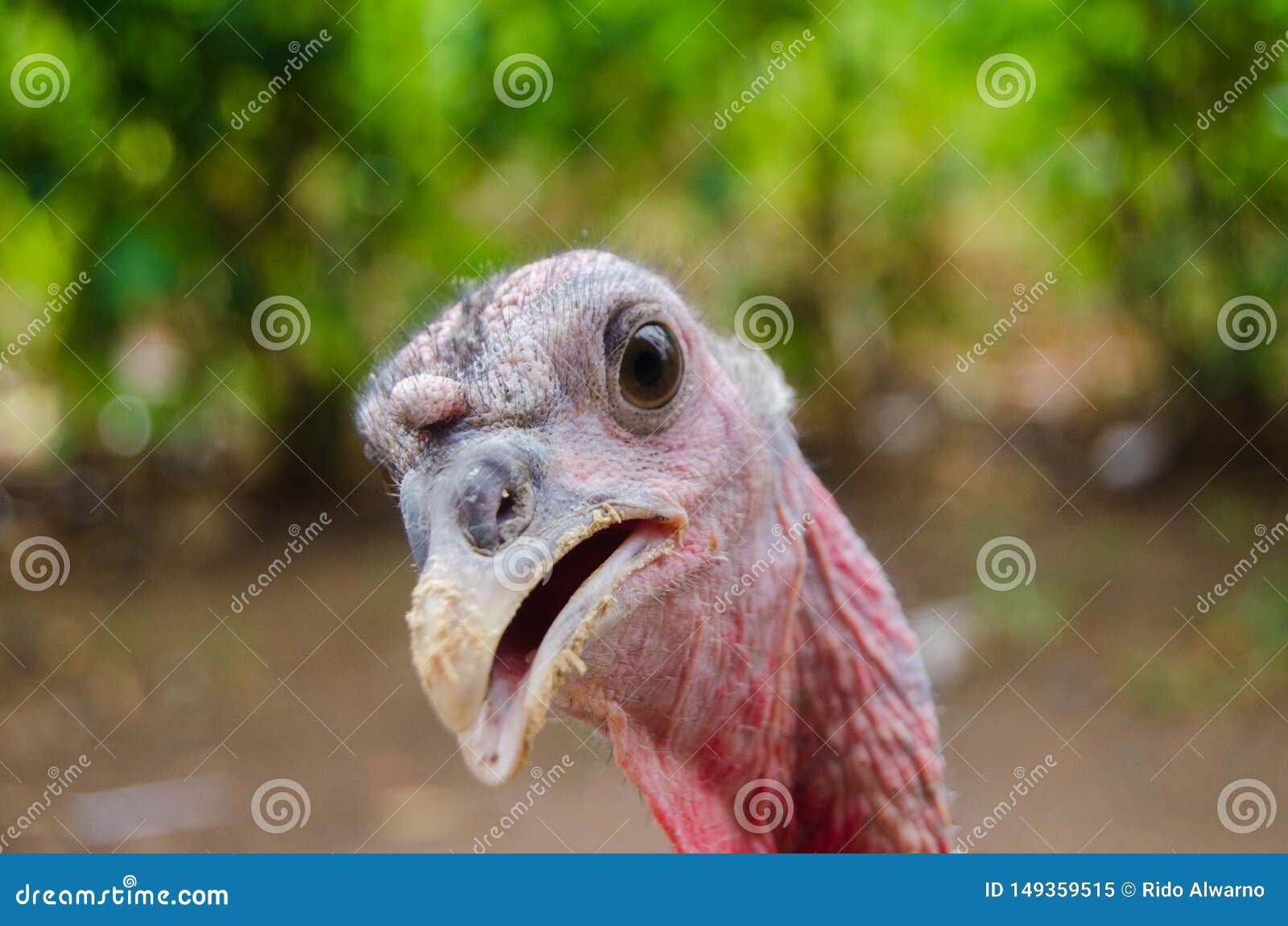 Turkey Starring To the Camera Stock Image - Image of turkey, camera ...