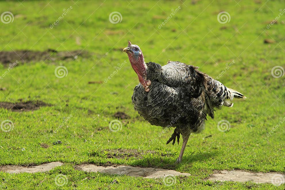 Turkey Steps on the Grass stock photo. Image of neck - 71974792