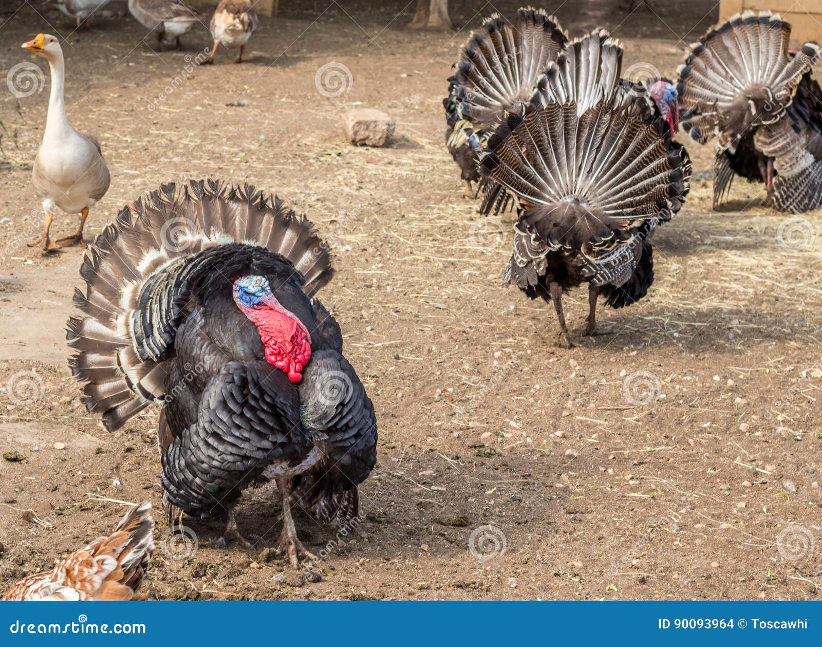 Turkey Strutting in Farm Yard Stock Photo - Image of yard, poultry ...
