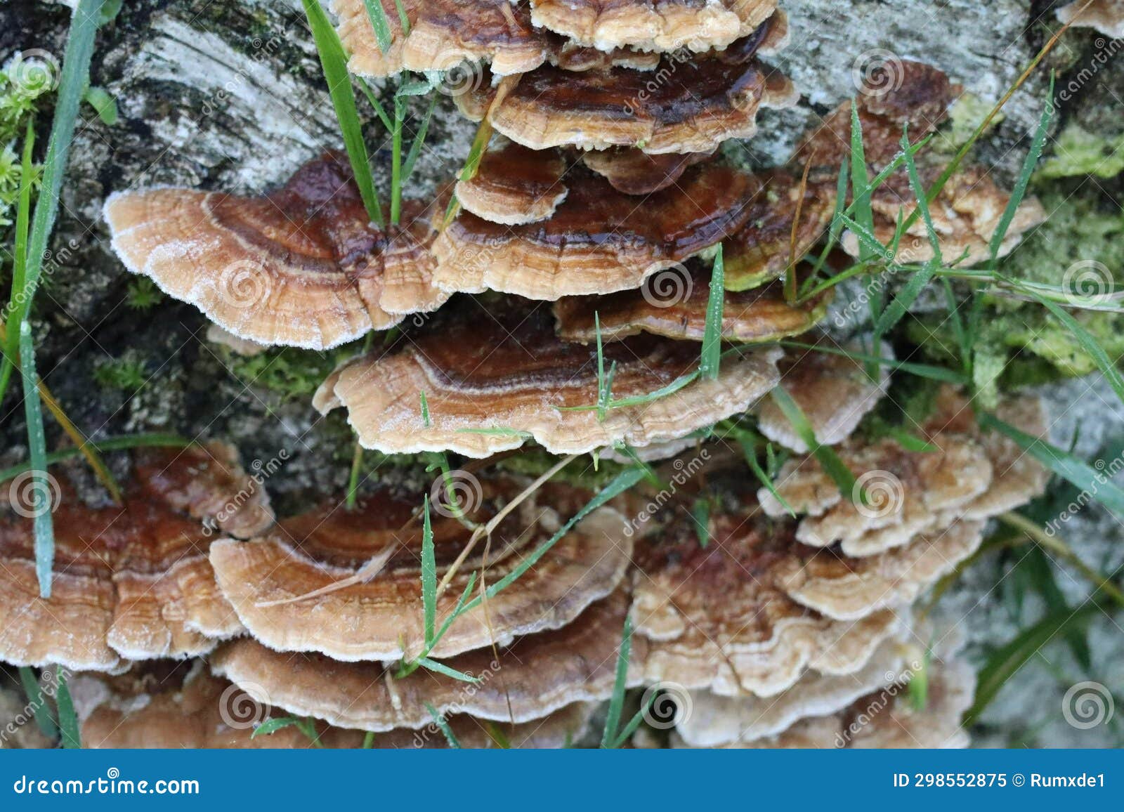 Turkey Tail on a Cold, Wet Morning Stock Image - Image of mixed ...