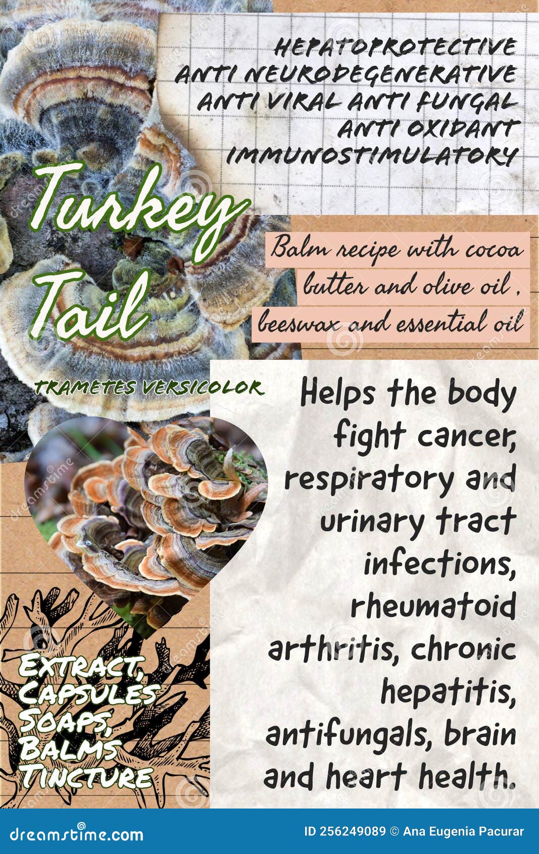 Turkey Tail Mushroom. Watercolor Hand Drawn Illustration. Trametes ...