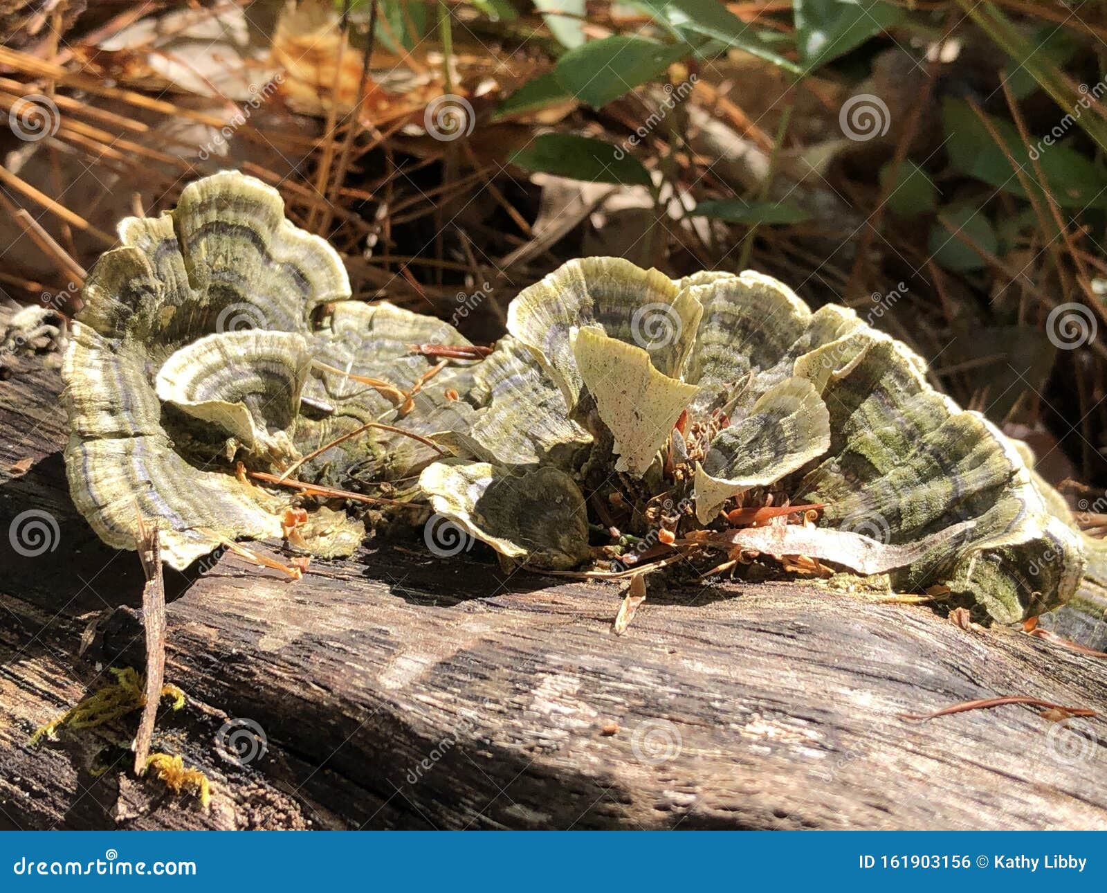 Turkey tail mushroom stock photo. Image of nature, autumn - 161903156