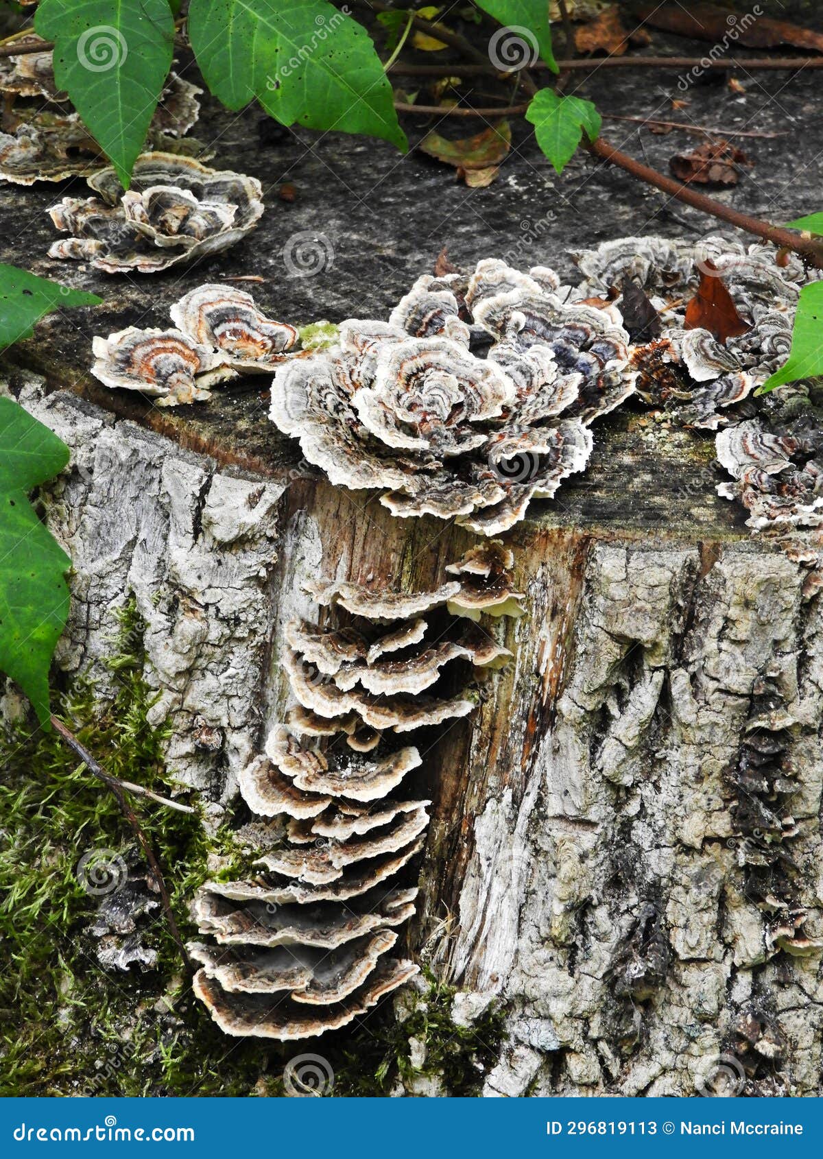 Trametes Betulina Mushroom Cluster Growing On Dead Conifer Stump ...