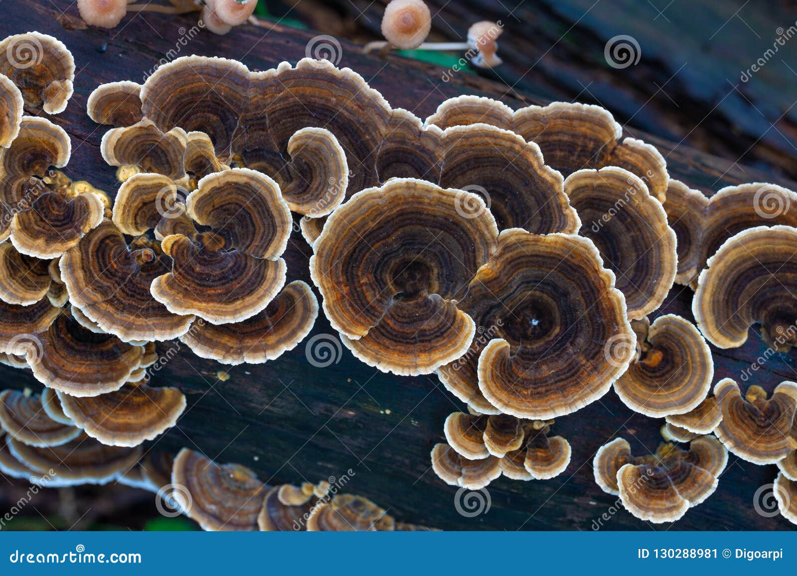 Turkey Tail Mushrooms, Trametes Versicolor Stock Image - Image of ...