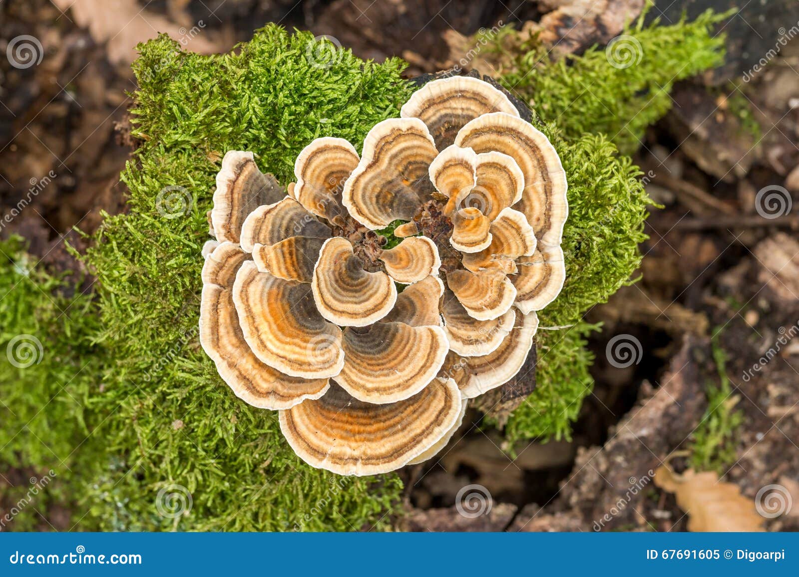 Turkey tail mushrooms stock image. Image of trametes - 67691605