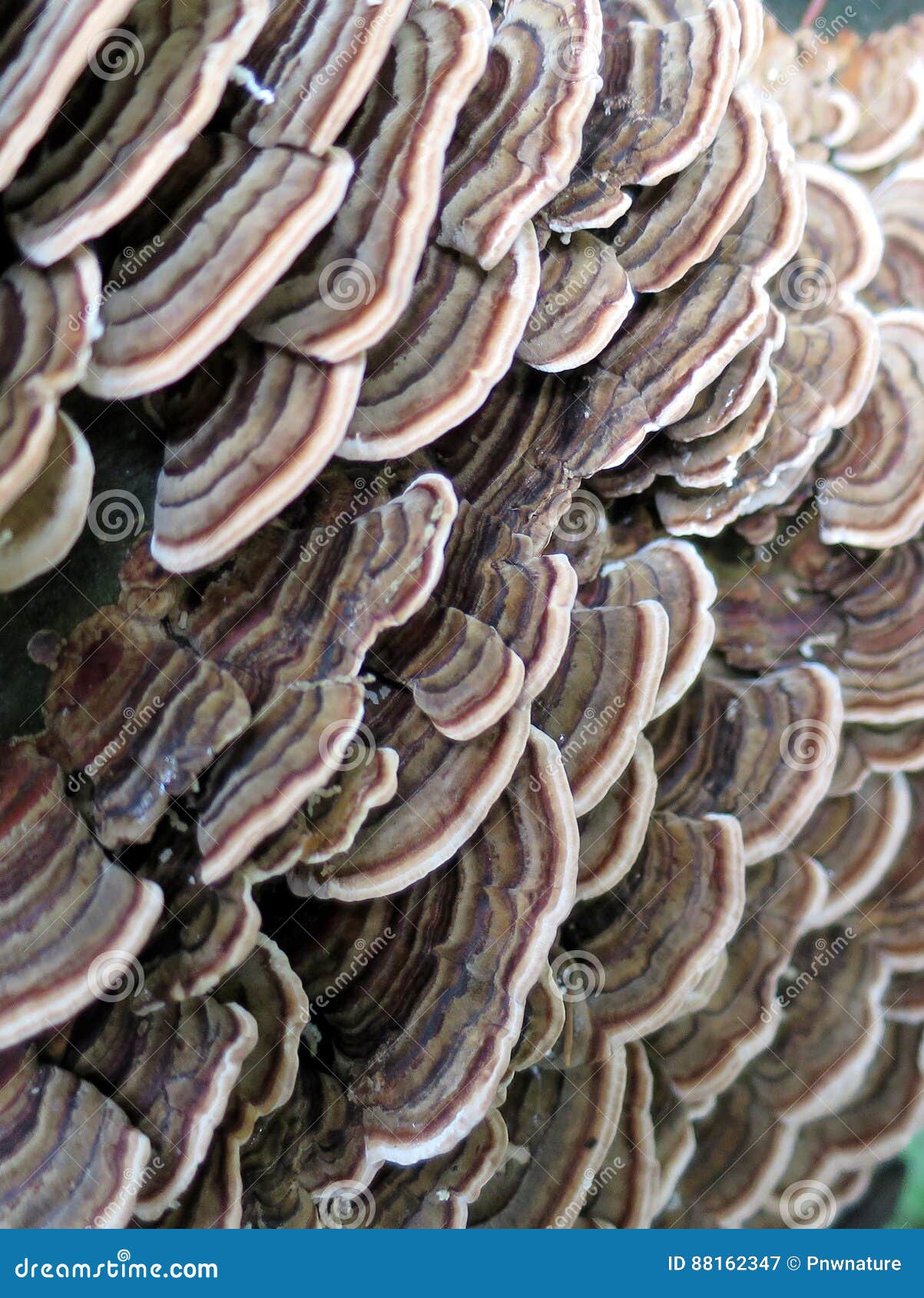 Turkey Tail Mushrooms stock image. Image of medicinal - 88162347