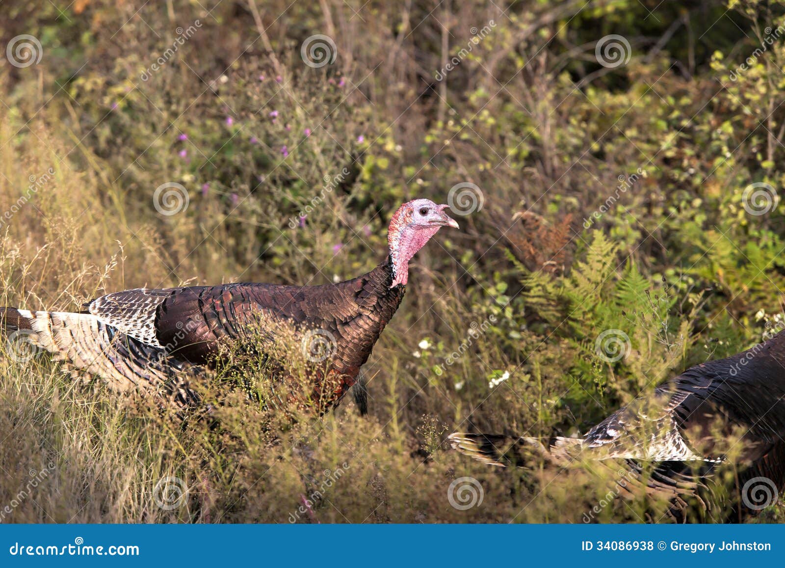 Turkey in the tall grass. stock photo. Image of green - 34086938