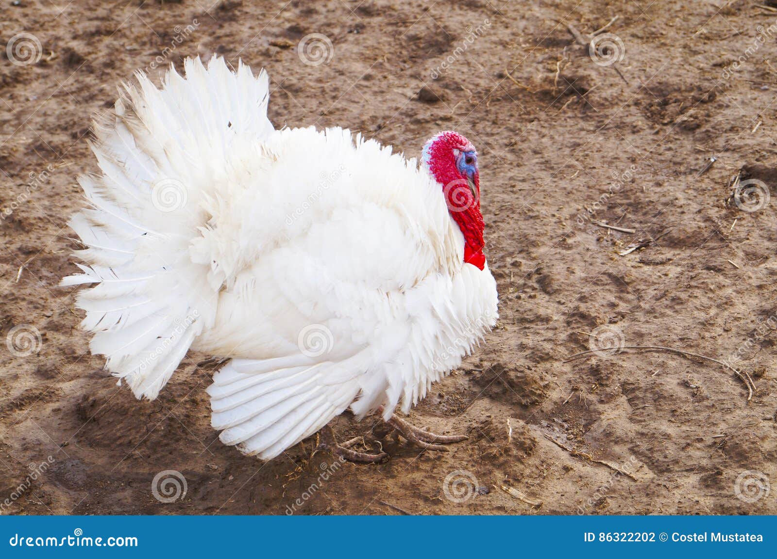 Turkey threatening stock photo. Image of inflated, turkey - 86322202