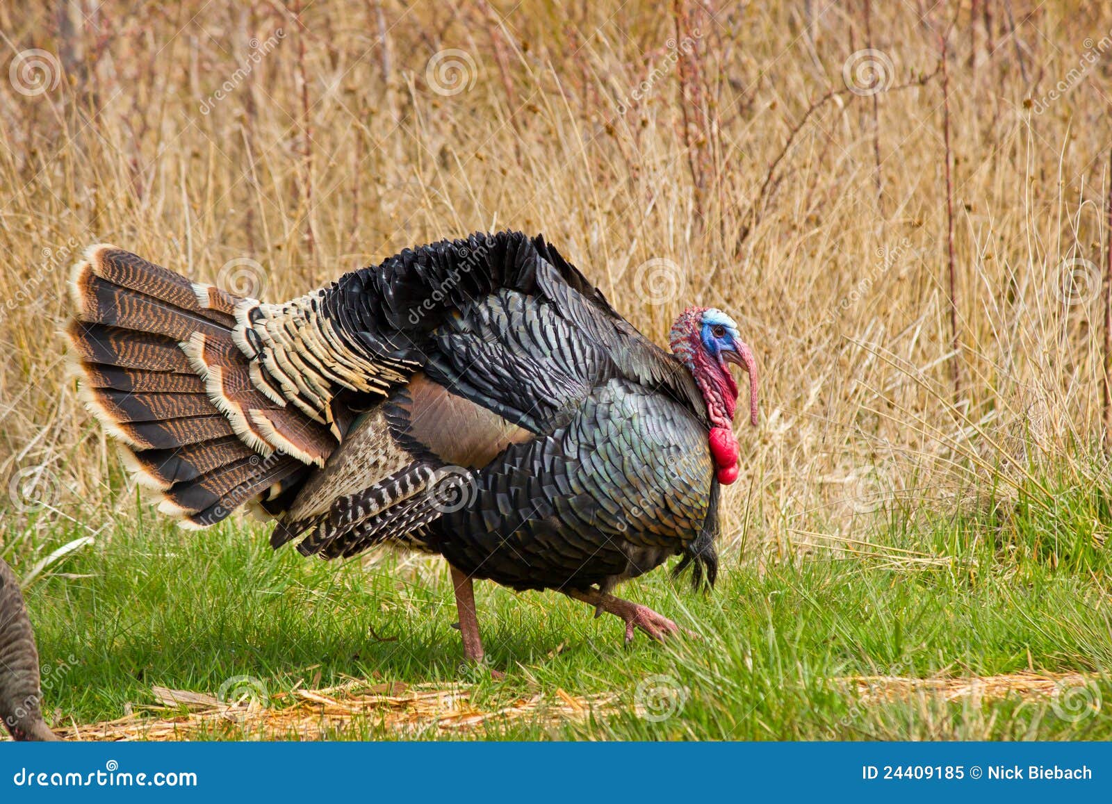 Turkey Tom stock image. Image of tail, gobbler, meleagris - 24409185