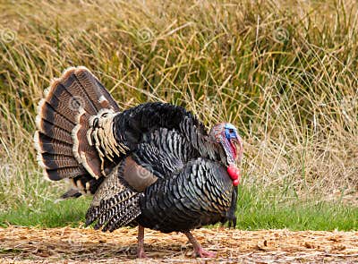 Turkey Tom stock image. Image of beard, dark, large, male - 24410515