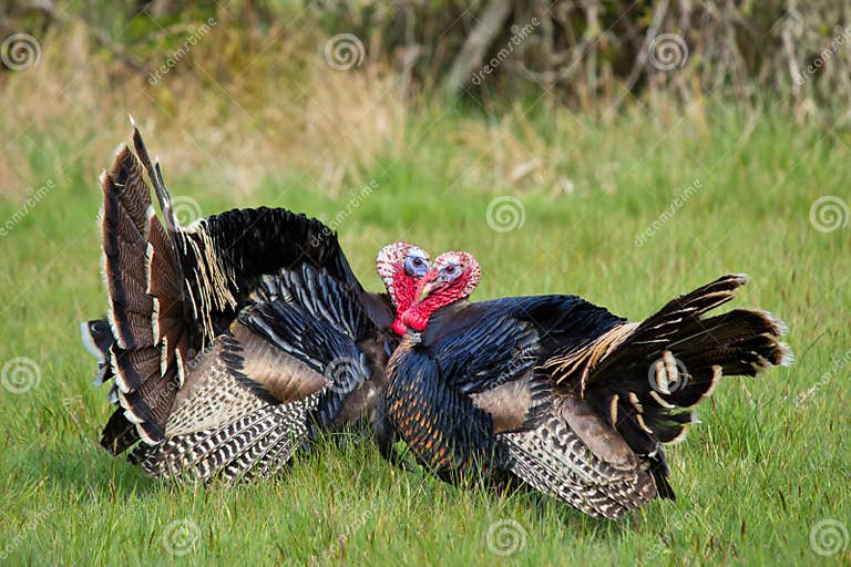 Turkey Tom stock photo. Image of galliformes, display - 25284542