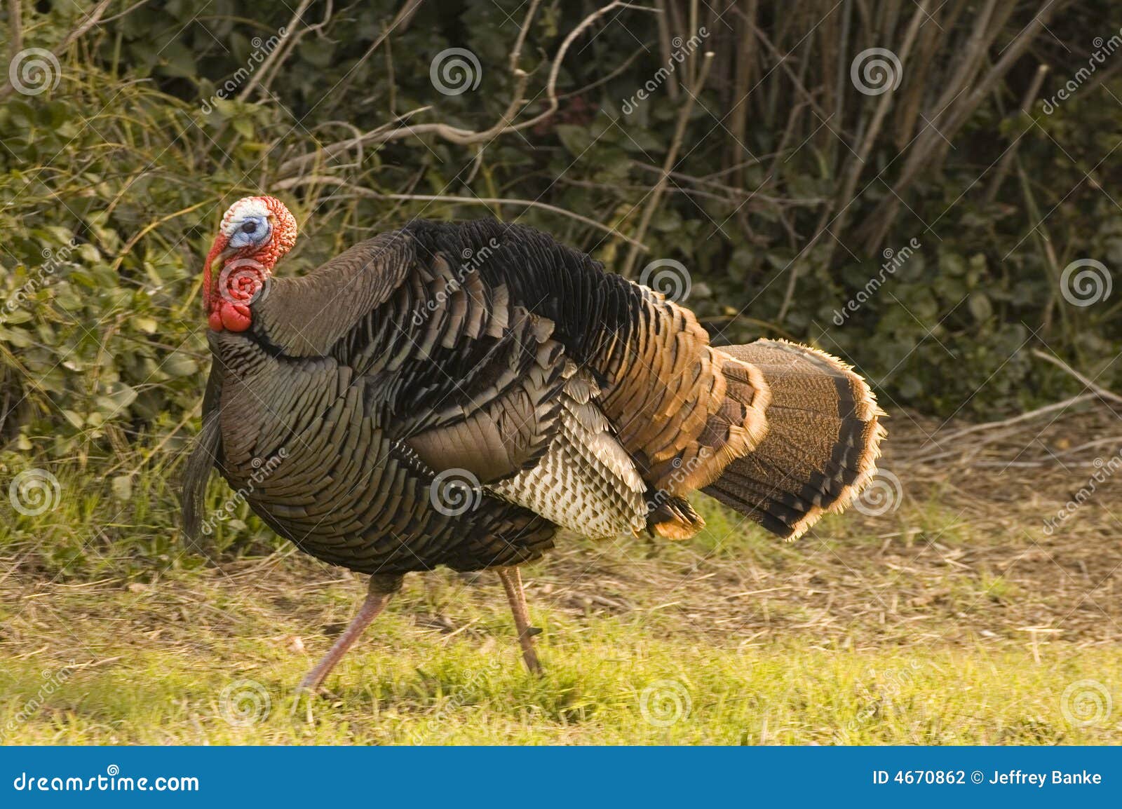 Turkey tom strutting stock photo. Image of turkey, ornaments - 4670862