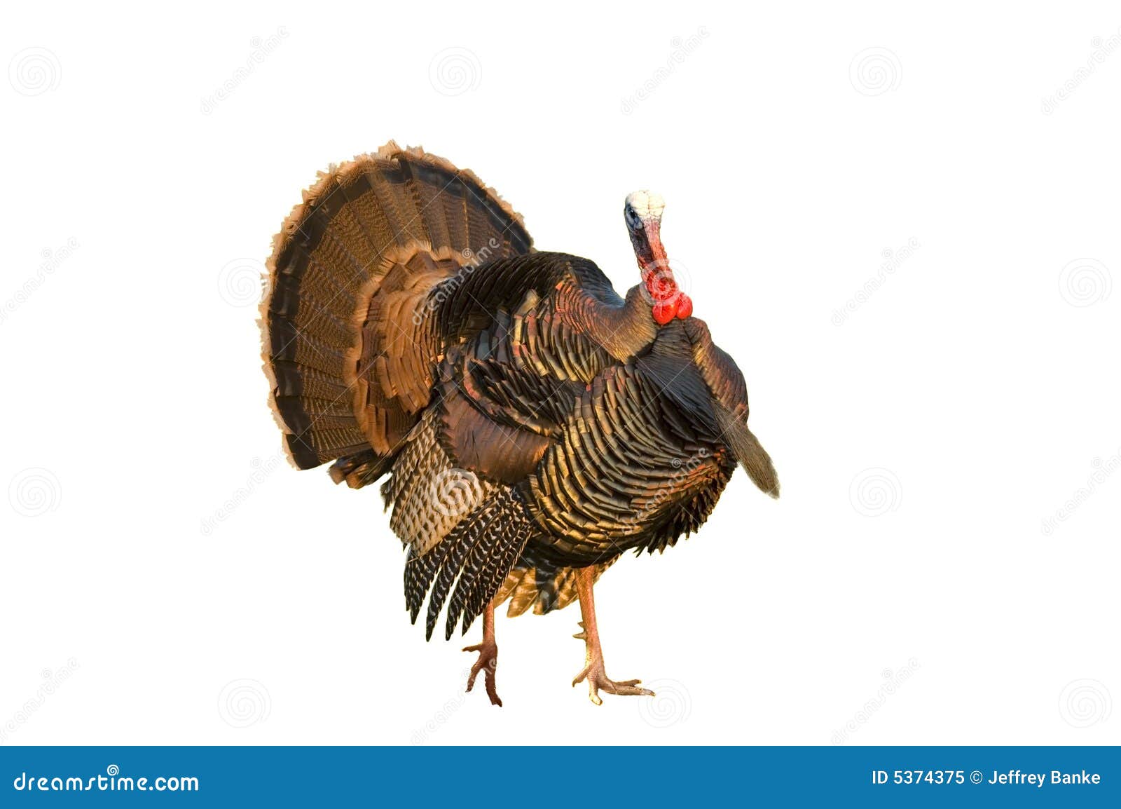 Turkey tom strutting stock image. Image of galliformes - 5374375